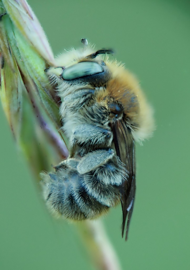 Vabzdžiai | Insects.lt