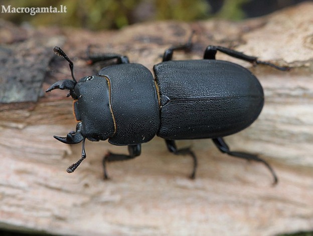 Ar nyksta Lietuvoje elniaragiai? | Insects.lt