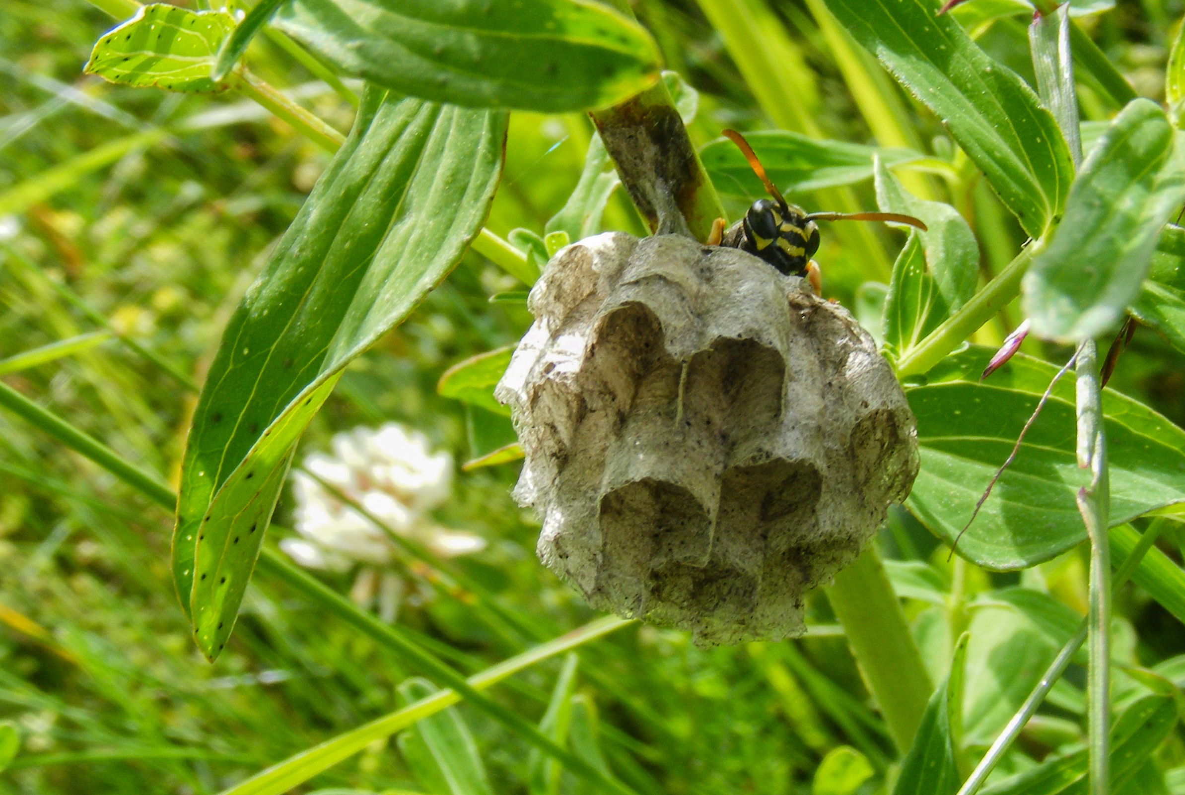 Insects.lt | Apie vabzdžius ir ne tik. | Puslapis 4