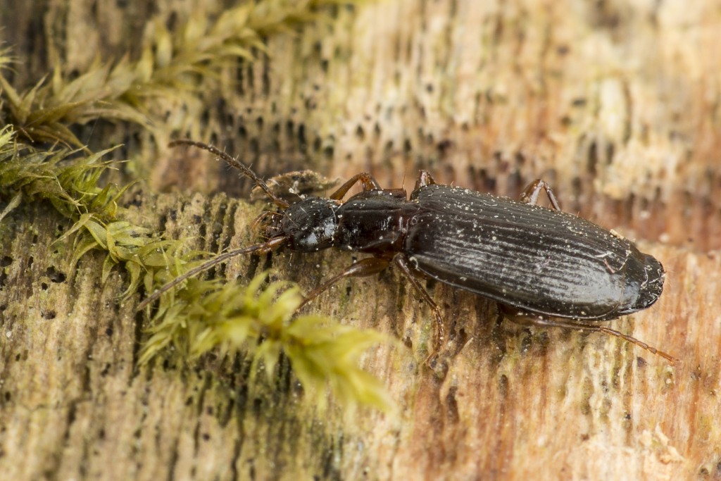 Vabalai | Insects.lt