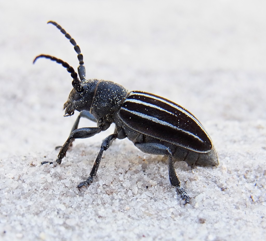 Vabalai | Insects.lt