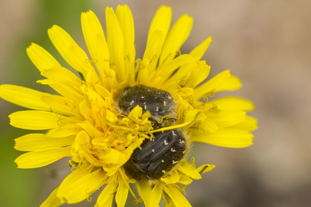 Penktadienio vabzdys: gauruotasis auksavabalis | Insects.lt