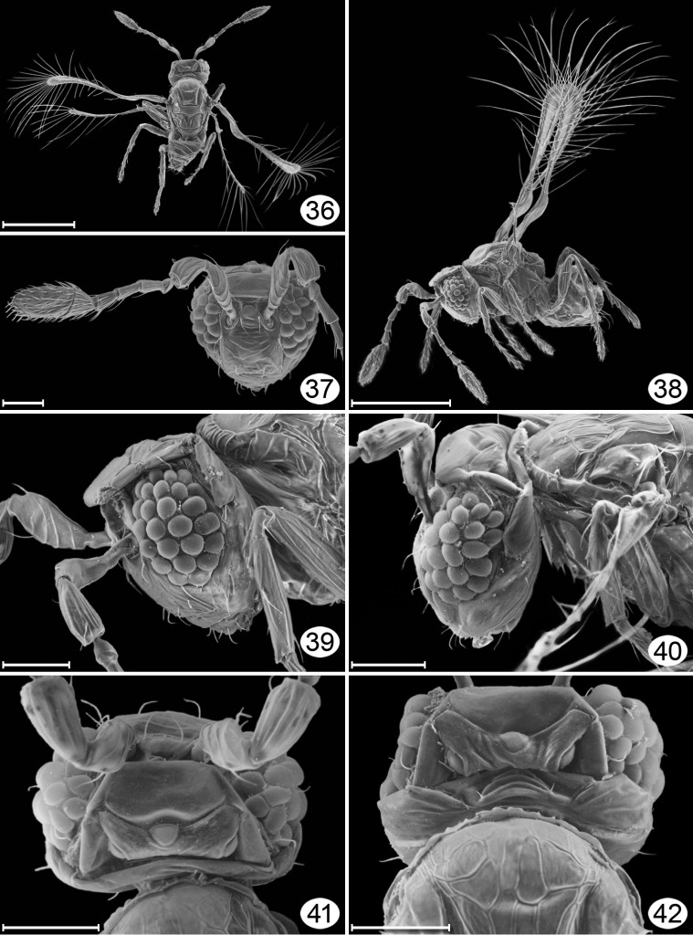 Tinkerbella nana | Insects.lt